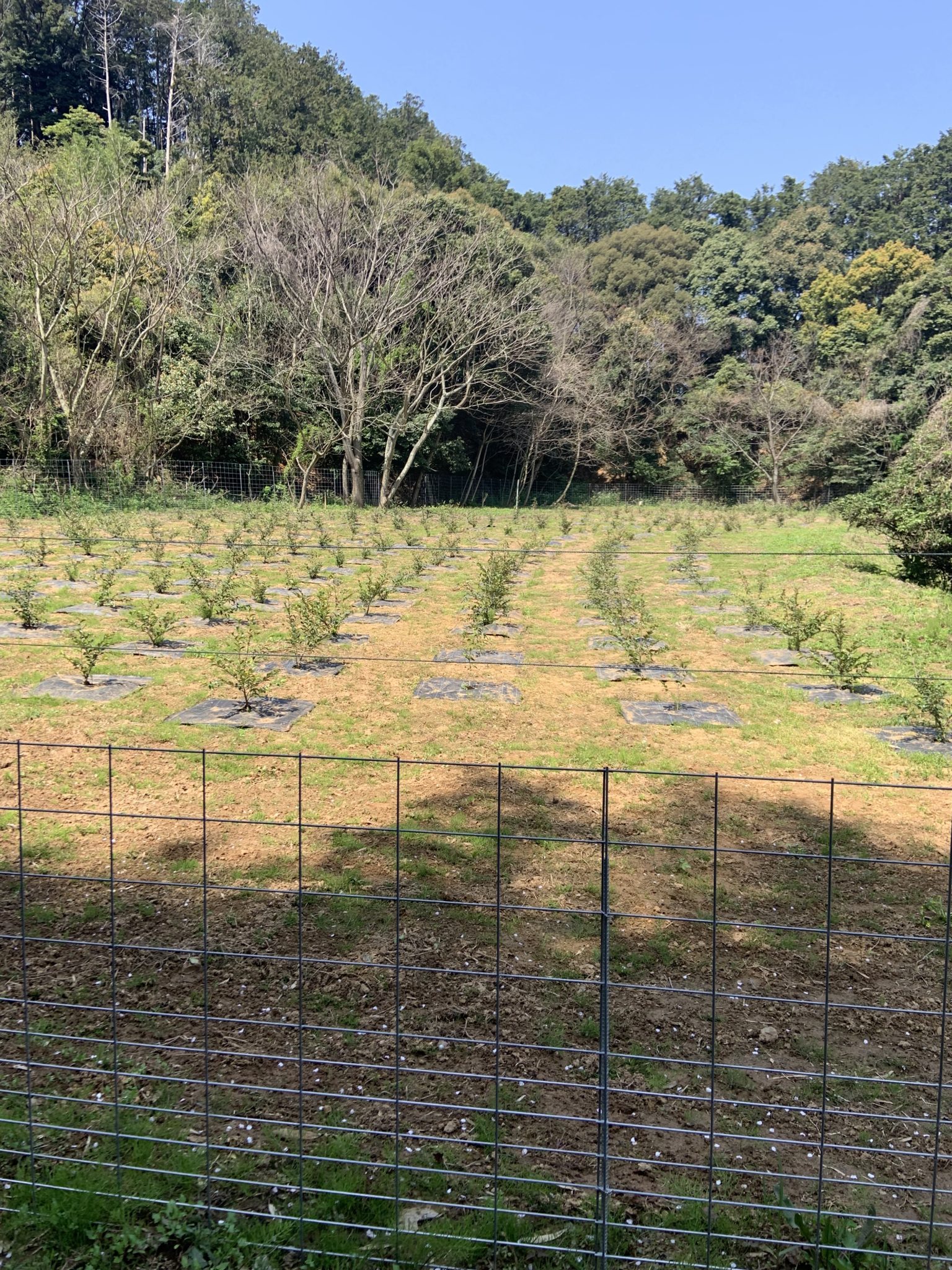 サカキ農家訪問 - 国産サカキ、榊苗の KUWAZAKI FARM Blog